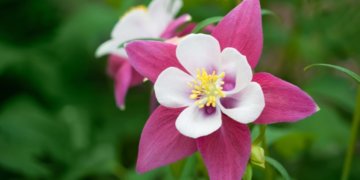 Sandiger Boden: So können Sie diesen nutzen und verbessern